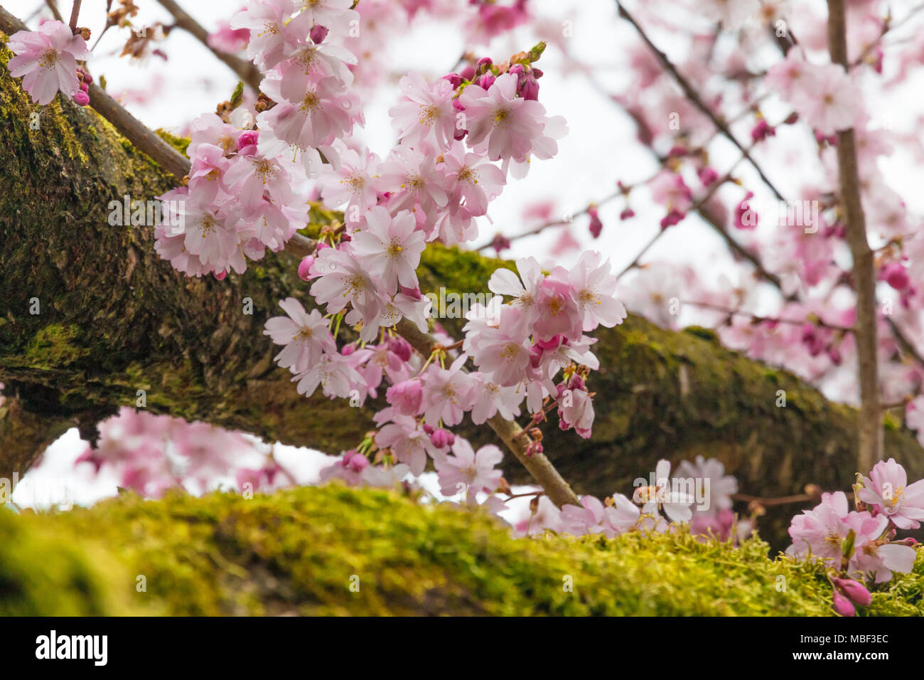 Many pink cherry blossoms on a tree branch full of green moss in spring ...
