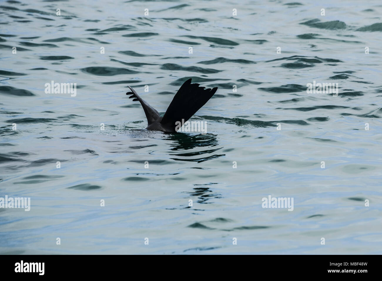 Hind flippers hi-res stock photography and images - Alamy