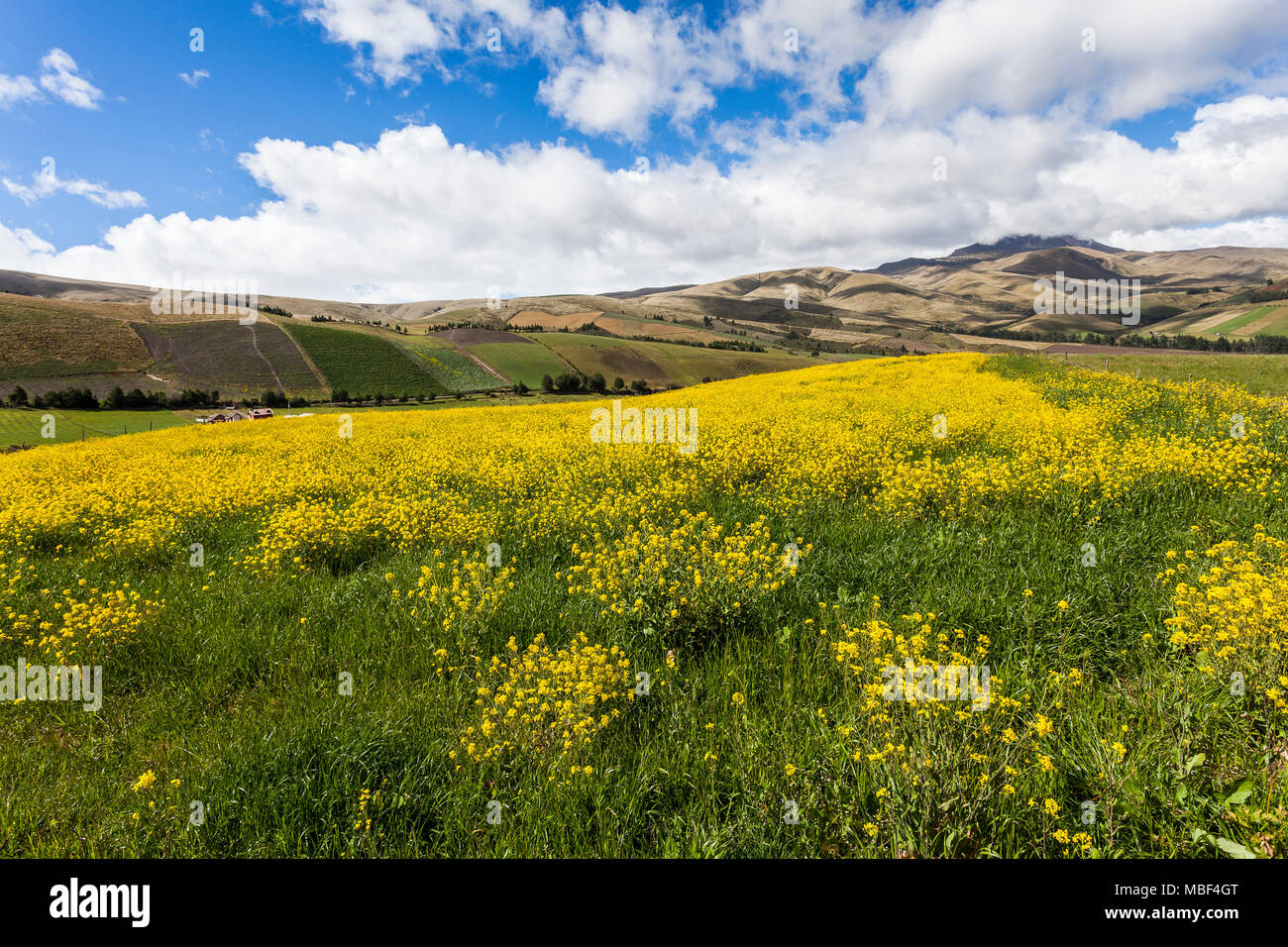 Canola crops in ecuadorian Andes Stock Photo - Alamy