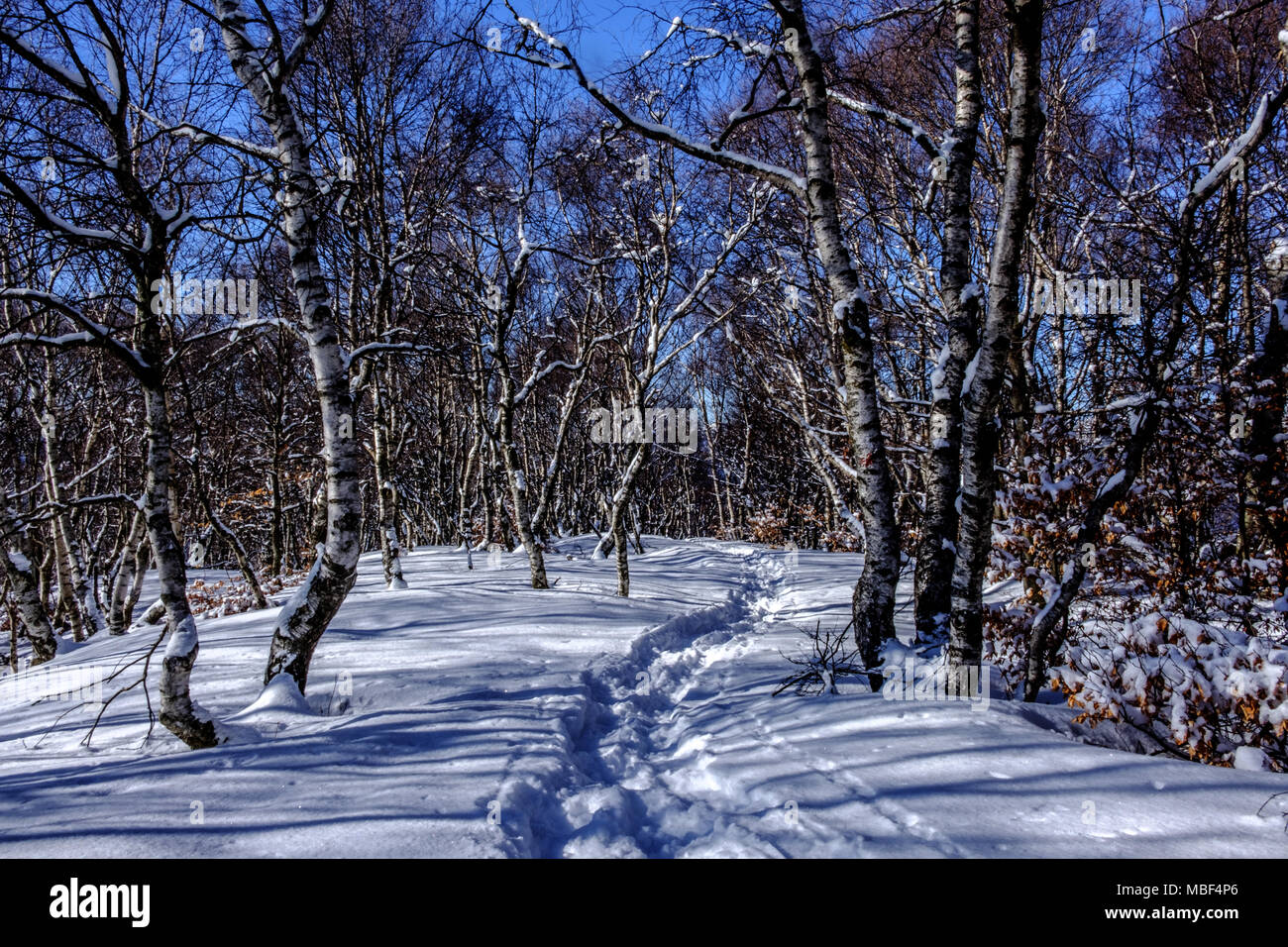 White wood path sky hi-res stock photography and images - Alamy