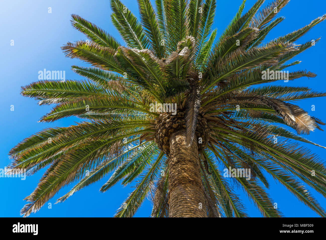 Palm upward view hi-res stock photography and images - Alamy
