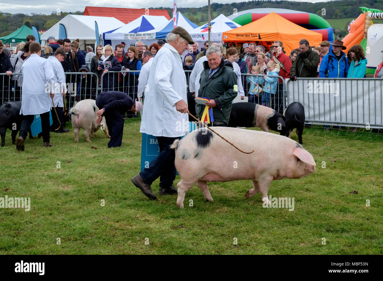 Judging Pigs High Resolution Stock Photography and Images - Alamy