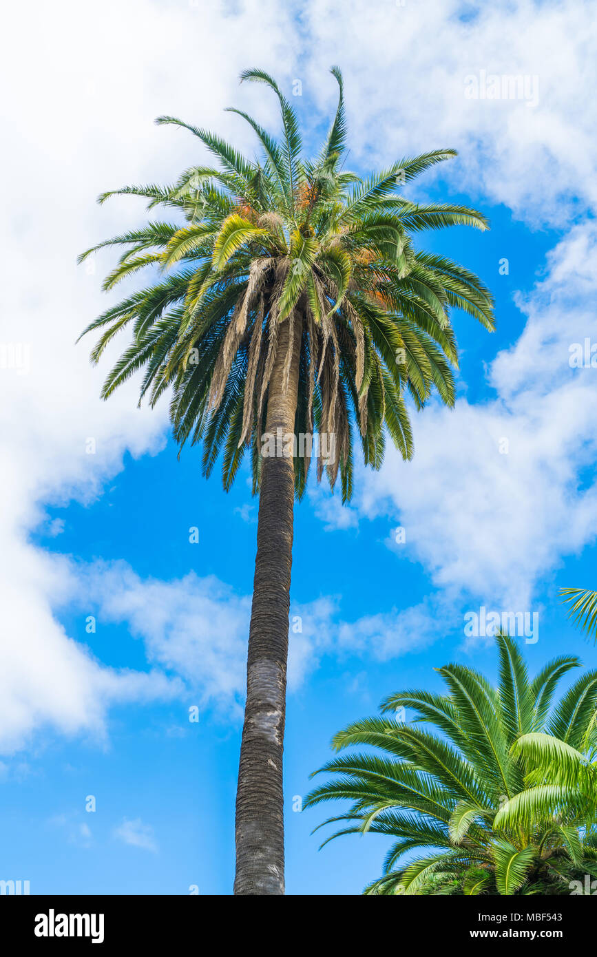 Palm tree - upward view Stock Photo - Alamy