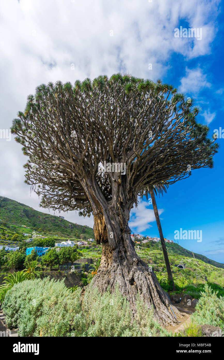 El drago hi-res stock photography and images - Alamy