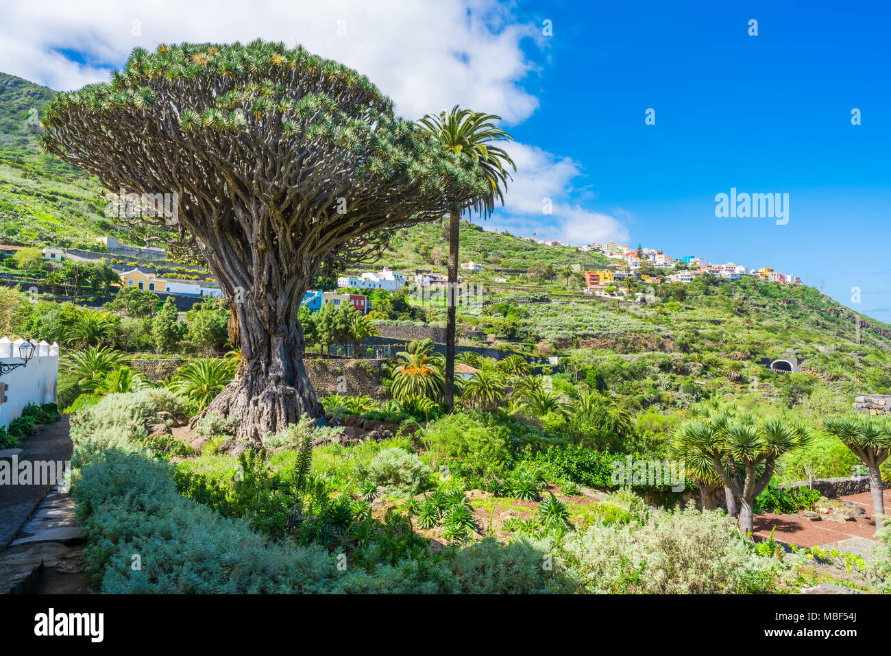El drago hi-res stock photography and images - Alamy