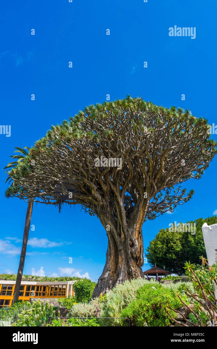 ICOD DE LOS VINOS, TENERIFE - 21 MARCH 2018: The iconic 800 years old ...
