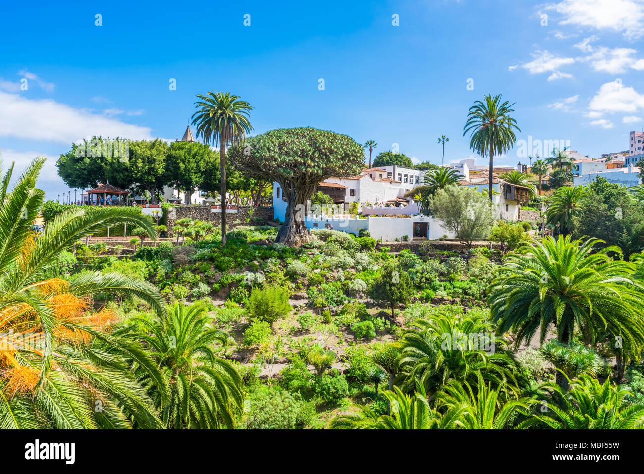 ICOD DE LOS VINOS, TENERIFE - 21 MARCH 2018: The iconic 800 years old ...