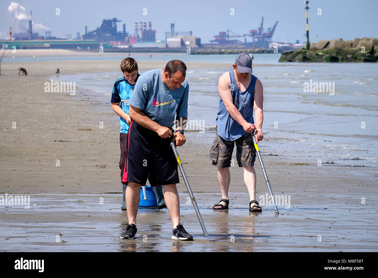 Fishermen catching lugworms or ragworms with a bait pump Dunkirk beach ...