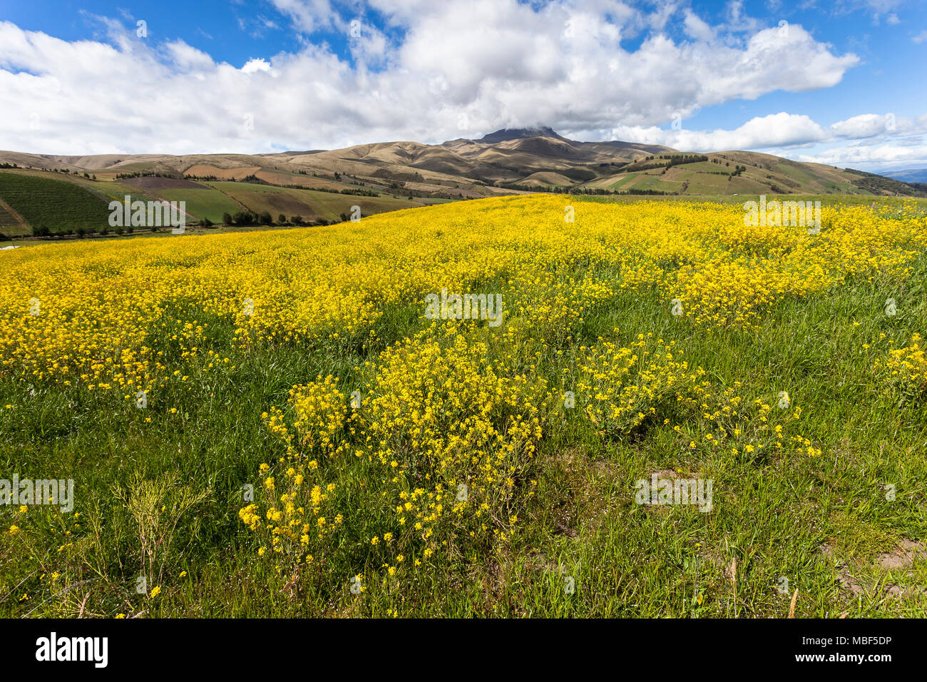 Canola crops in ecuadorian Andes Stock Photo - Alamy
