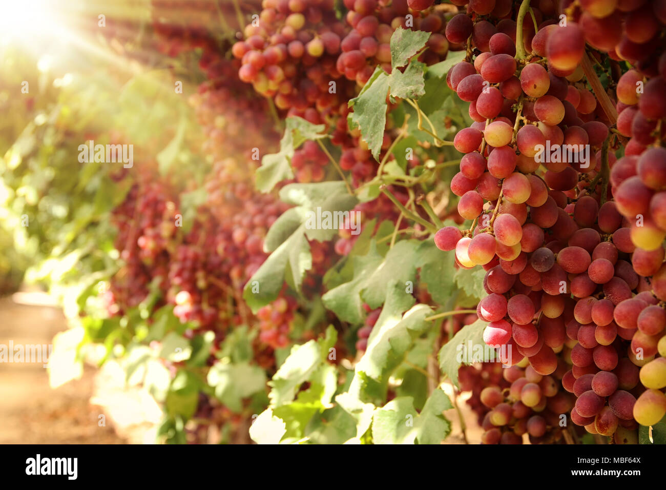 Vineyard landscape with ripe grapes at sunlight Stock Photo - Alamy