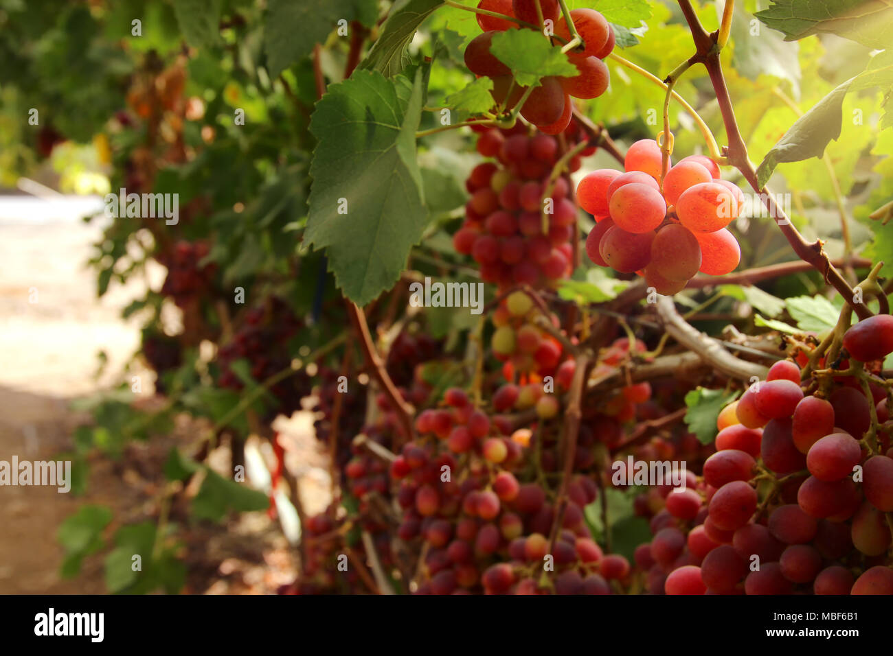 Vineyard landscape with ripe grapes at sunlight Stock Photo - Alamy