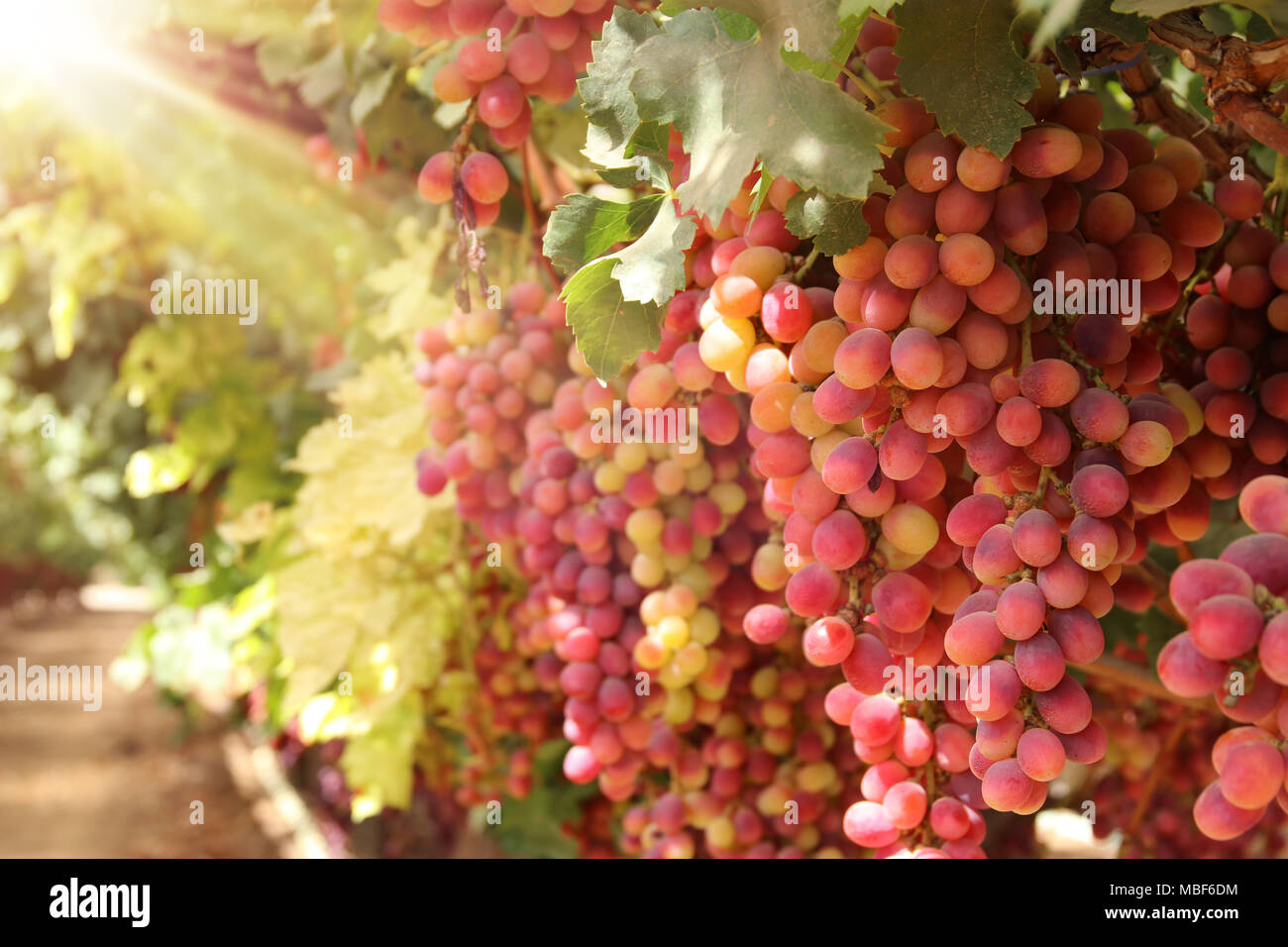Vineyard landscape with ripe grapes at sunlight Stock Photo - Alamy