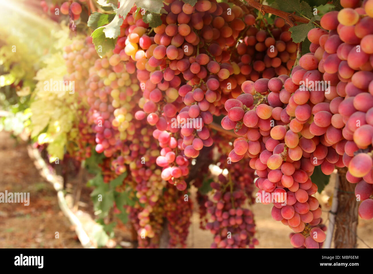 Vineyard landscape with ripe grapes at sunlight Stock Photo - Alamy