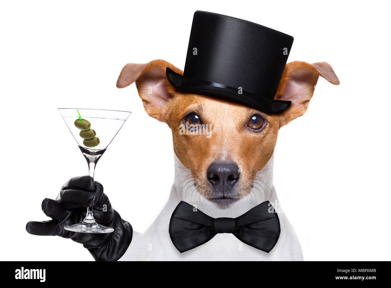 drunk jack russell dog toasting and drinking a cocktail martini drink ...