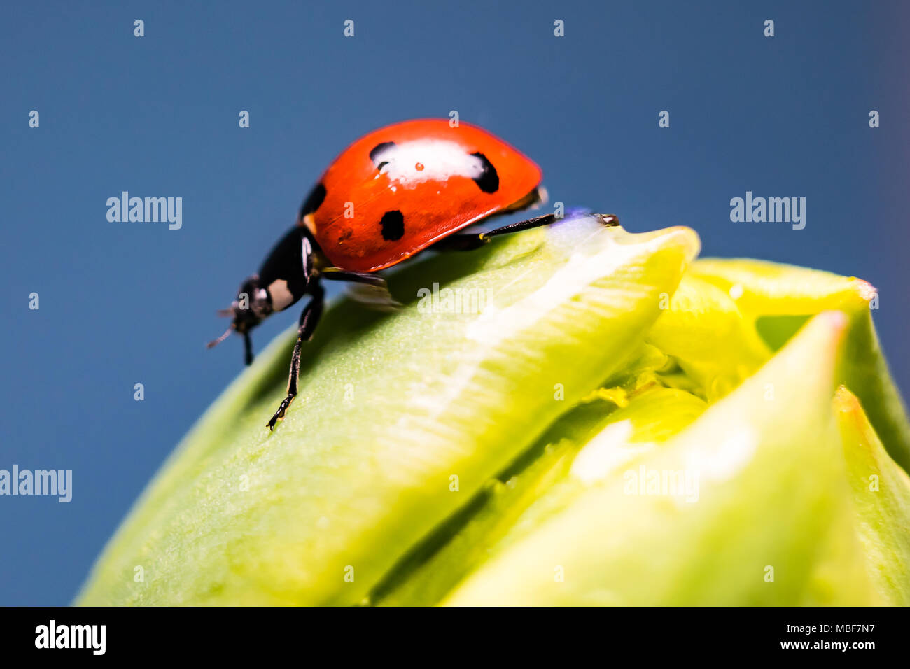 Ladybird spiders hi-res stock photography and images - Alamy