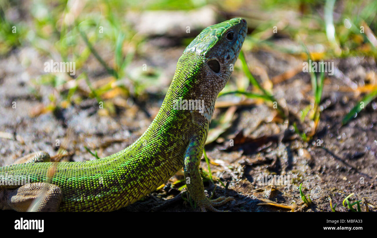 European green lizard Lacerta viridis in natural habitat, green lizard ...