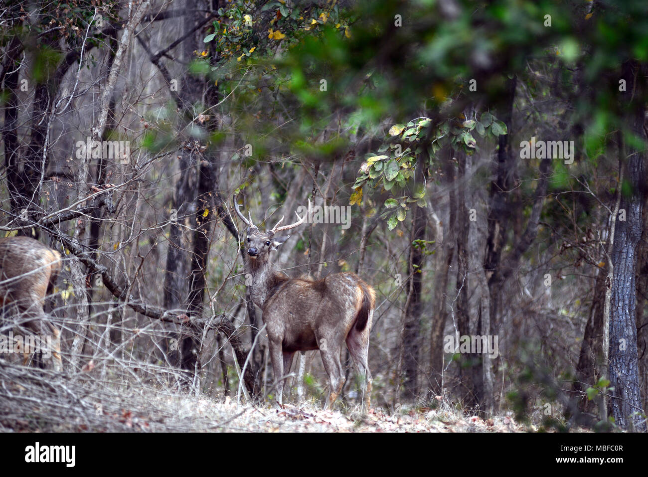 Dense forest animal hi-res stock photography and images - Alamy