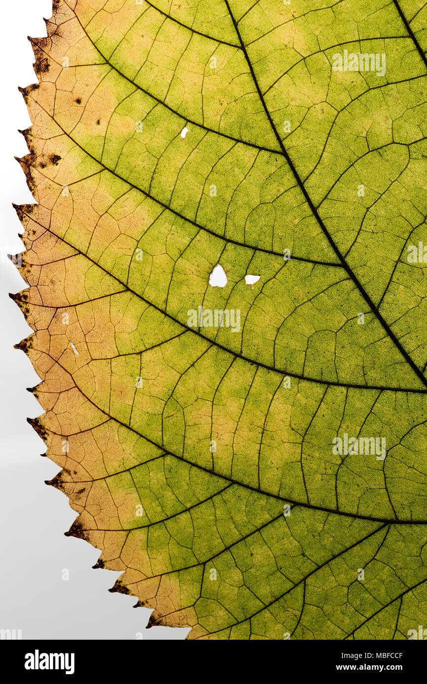 Various tree leaves surface structure macro backlight closeup Stock ...