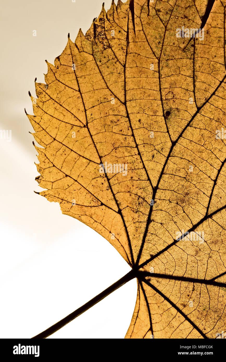 Various tree leaves surface structure macro backlight closeup Stock ...