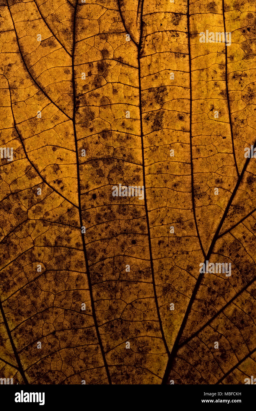 Various tree leaves surface structure macro backlight closeup Stock ...