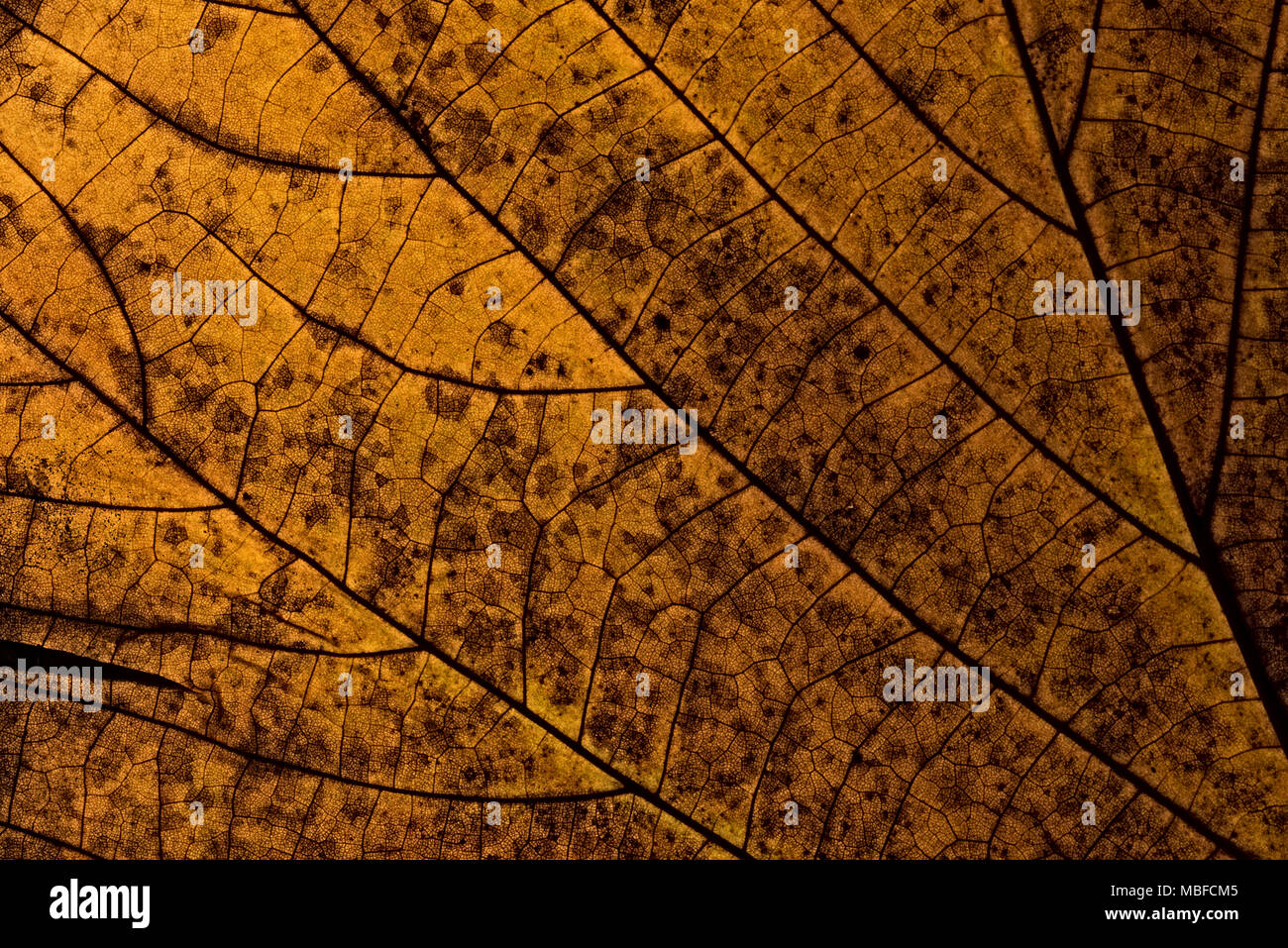 Various tree leaves surface structure macro backlight closeup Stock ...