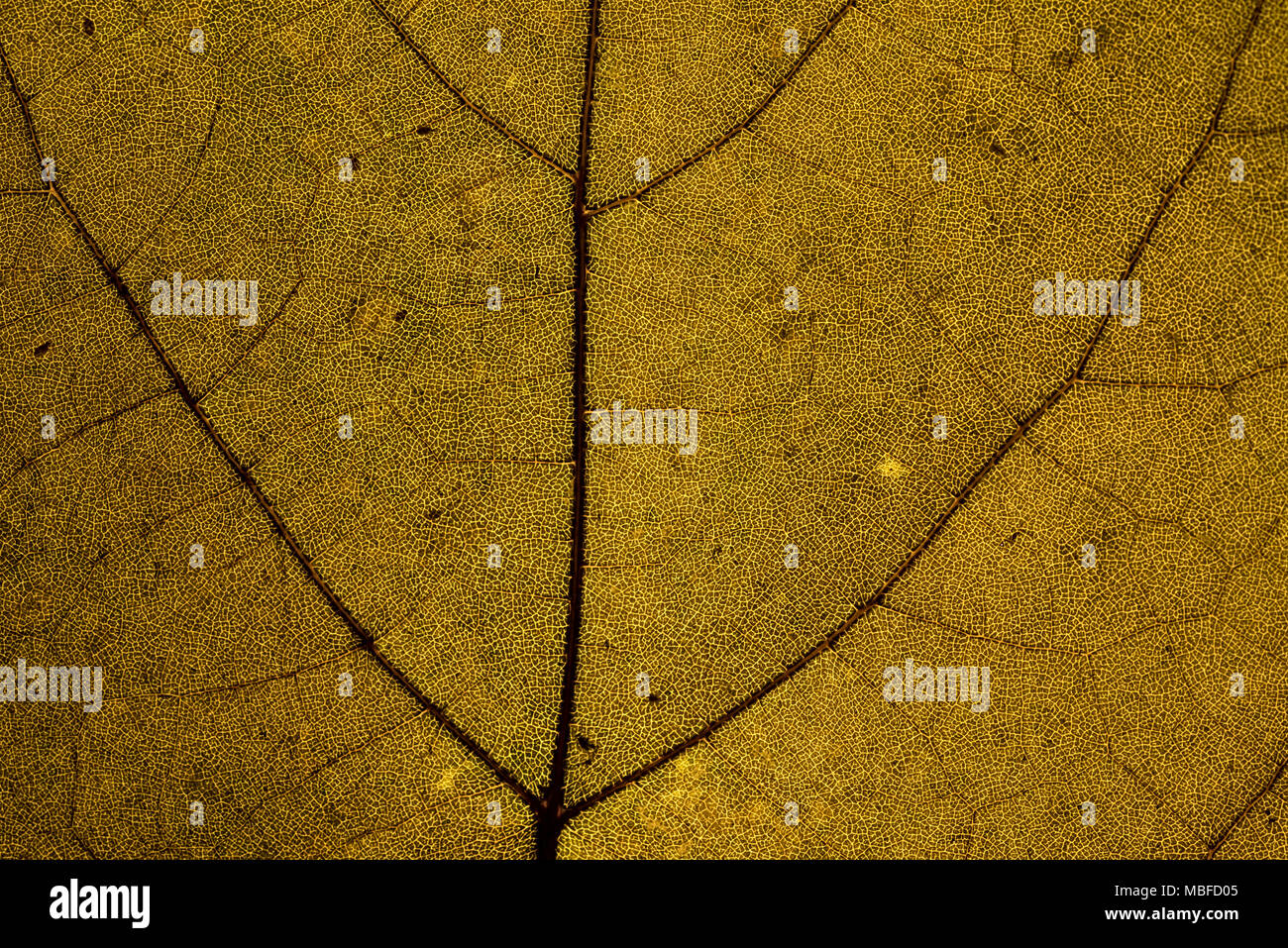 Various tree leaves surface structure macro backlight closeup Stock ...