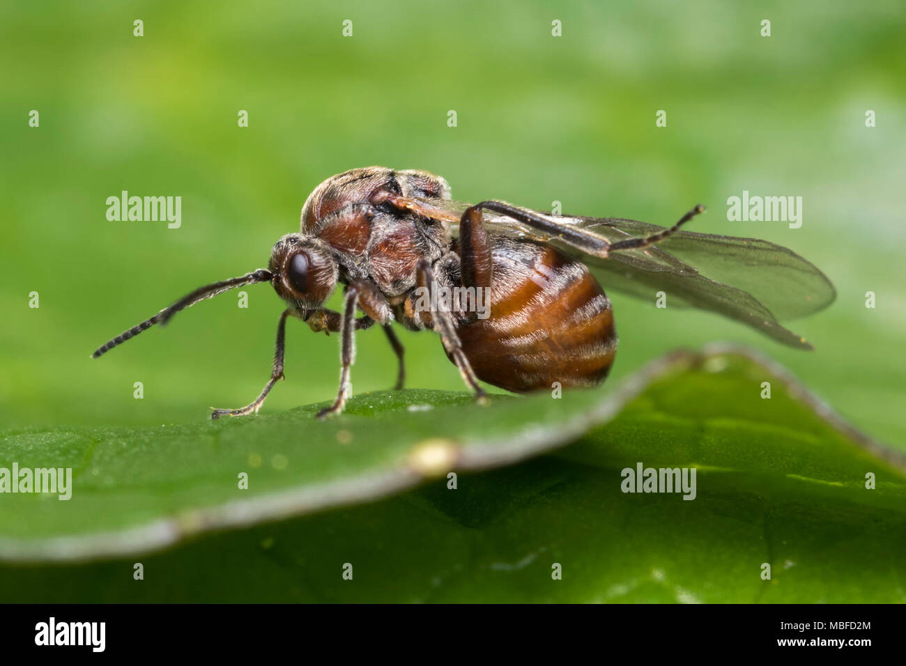 Gall Wasp in the family Cynipidae, approx 5mm at rest on Lesser ...