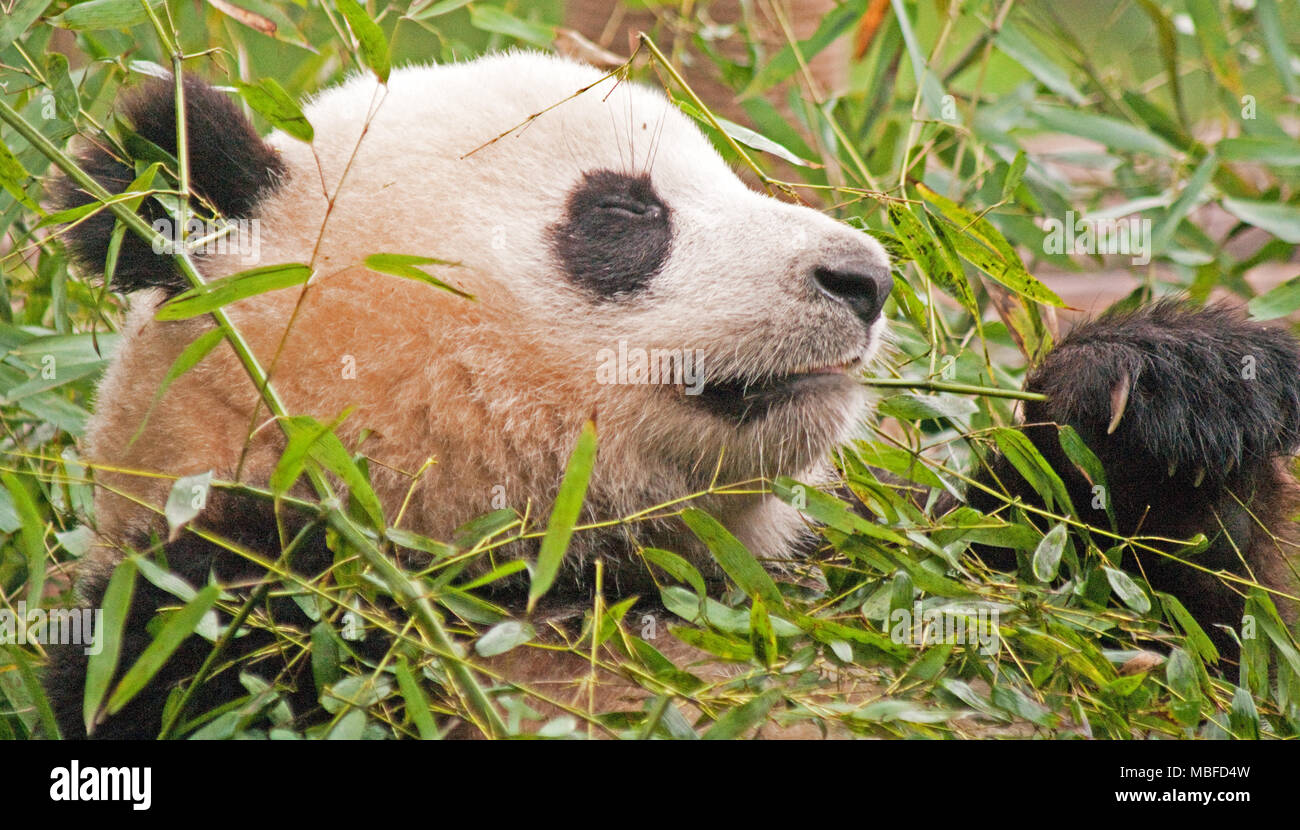 Chengdu, China, Asia, Giant Panda Research Centre, Giant Panda ...