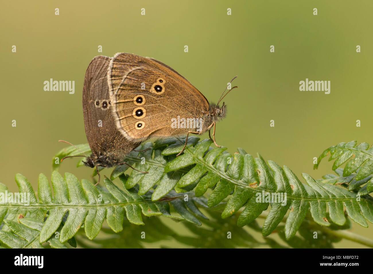 Mating ringlet butterflies hi-res stock photography and images - Alamy