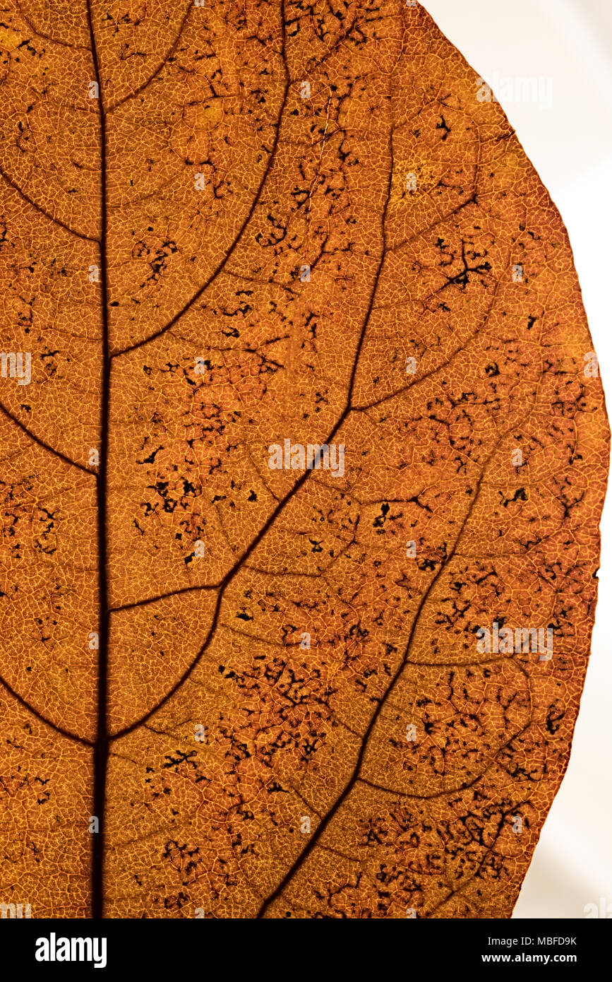 Various tree leaves surface structure macro backlight closeup Stock ...