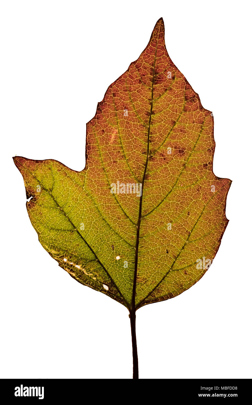 Various tree leaves surface structure macro backlight closeup Stock ...