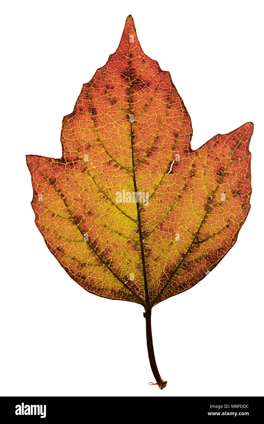 Various tree leaves surface structure macro backlight closeup Stock ...