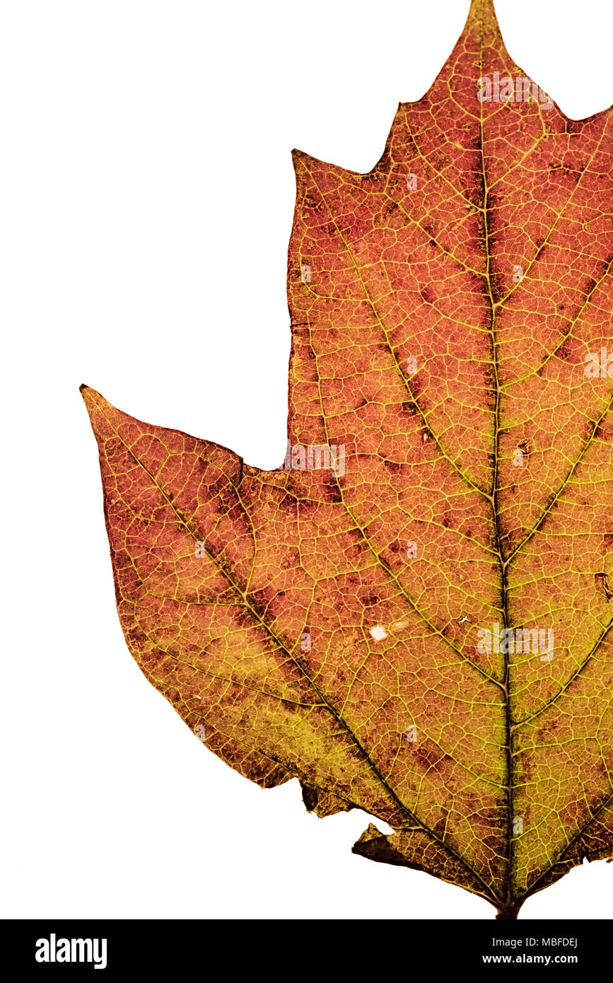 Various tree leaves surface structure macro backlight closeup Stock ...