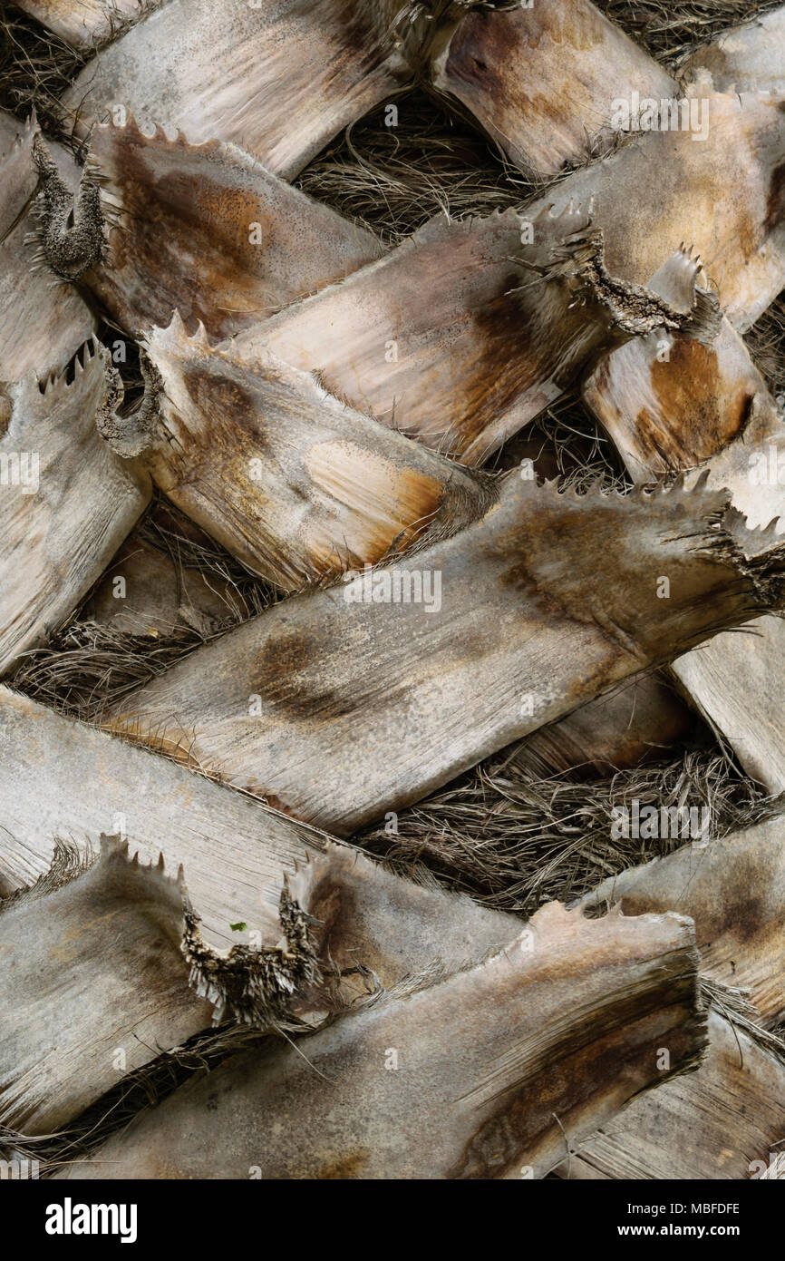 Palm tree upper trunk close up detail Stock Photo - Alamy