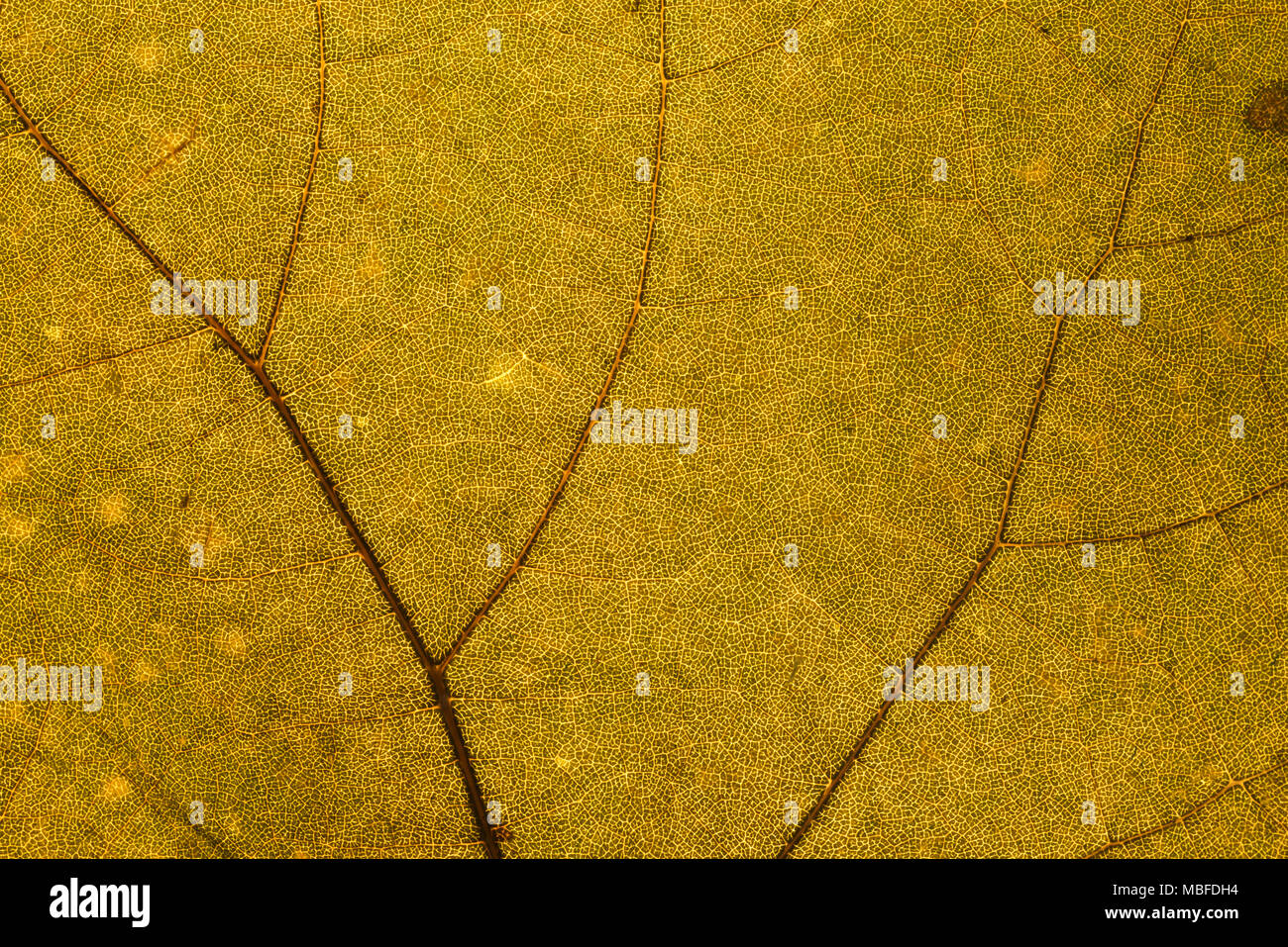 Various tree leaves surface structure macro backlight closeup Stock ...