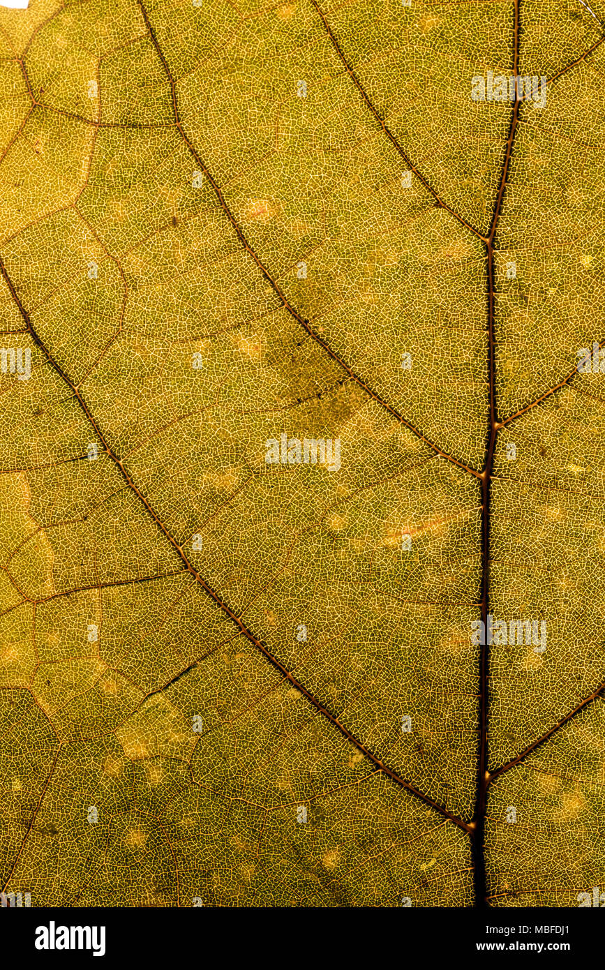 Various tree leaves surface structure macro backlight closeup Stock ...