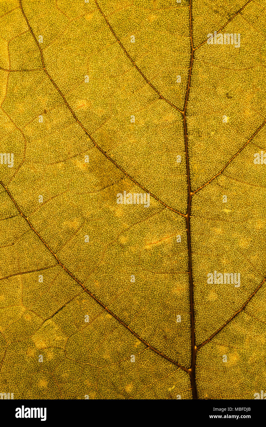 Various tree leaves surface structure macro backlight closeup Stock ...
