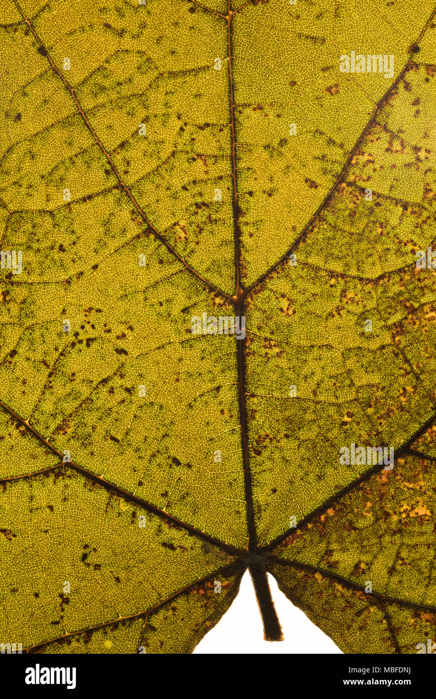 Various tree leaves surface structure macro backlight closeup Stock ...