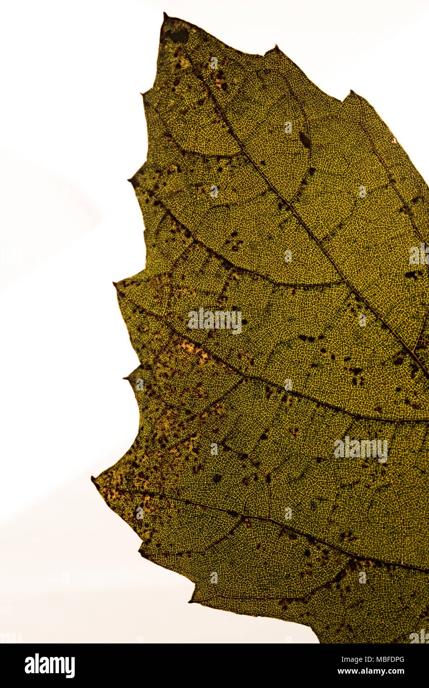 Various tree leaves surface structure macro backlight closeup Stock ...