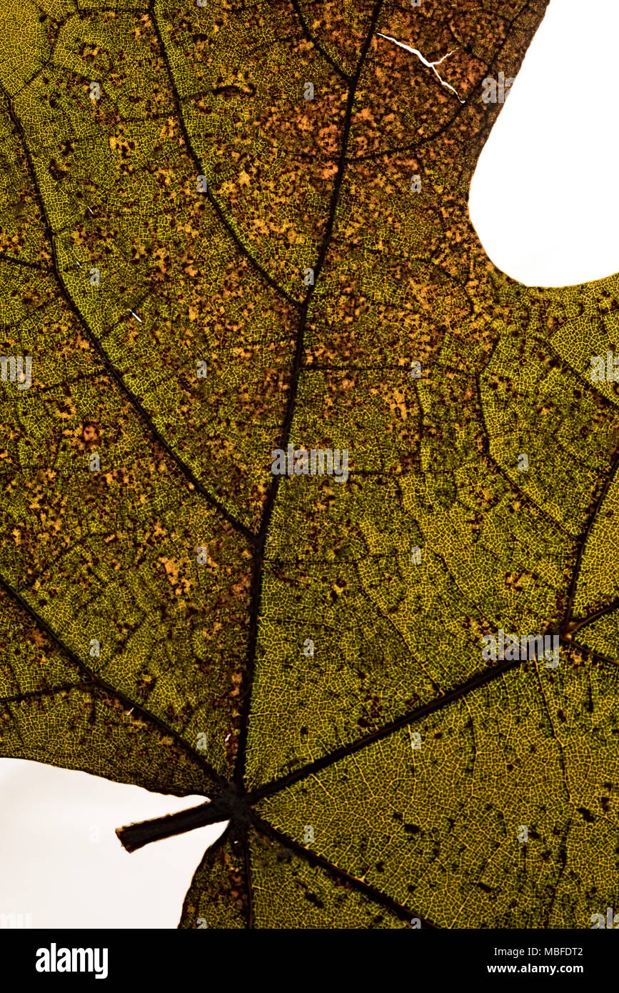 Various tree leaves surface structure macro backlight closeup Stock ...