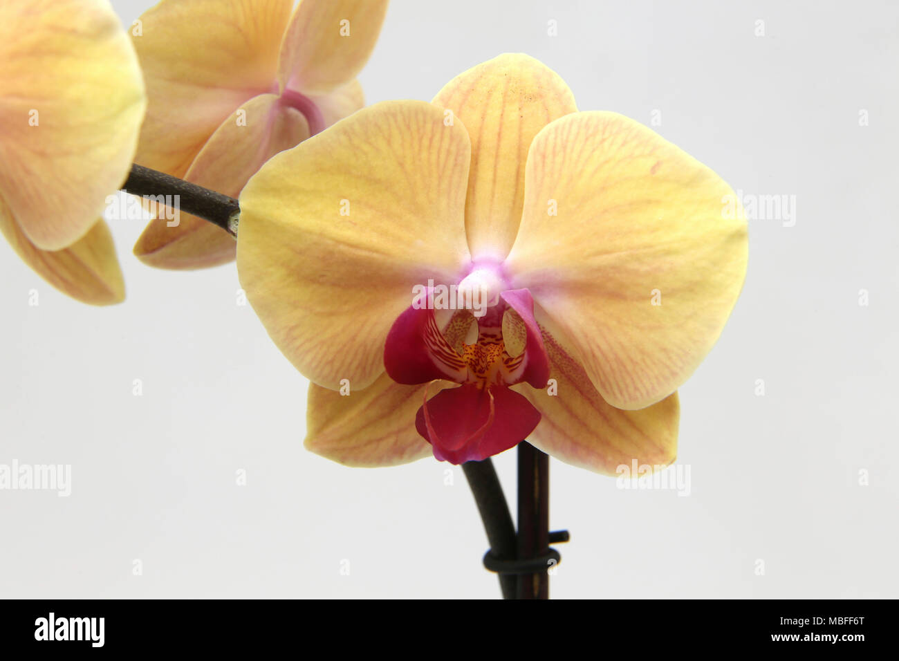 Golden Treasure Phalaenopsis Orchid Stock Photo - Alamy