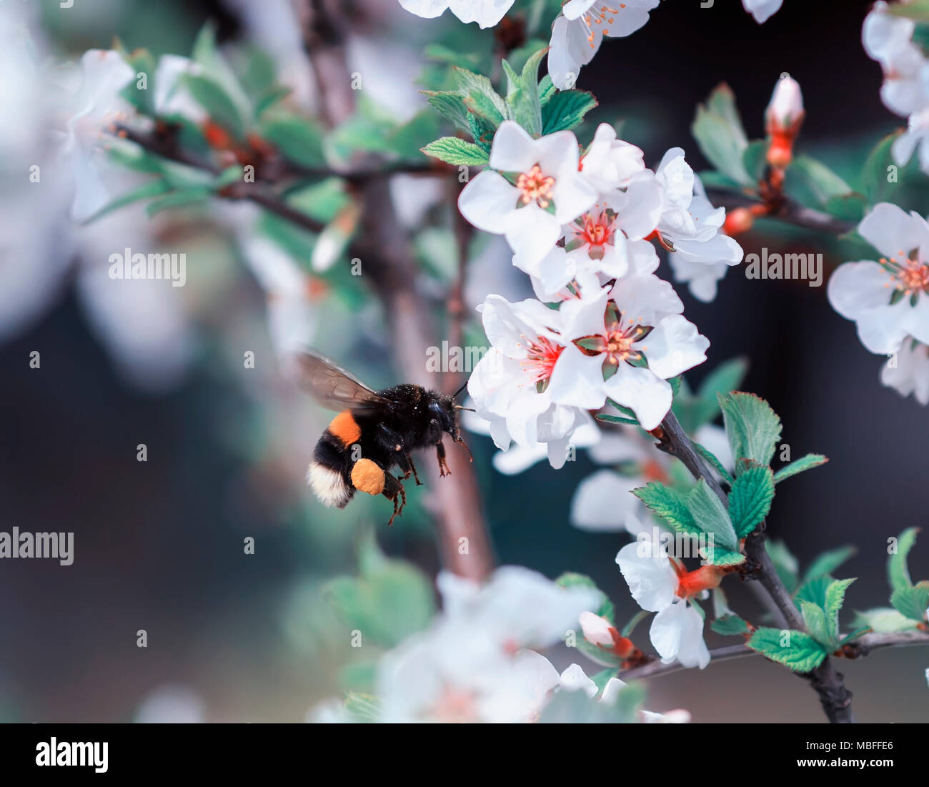 insect bumblebee flies up to the cherry blossoms in the may spring ...