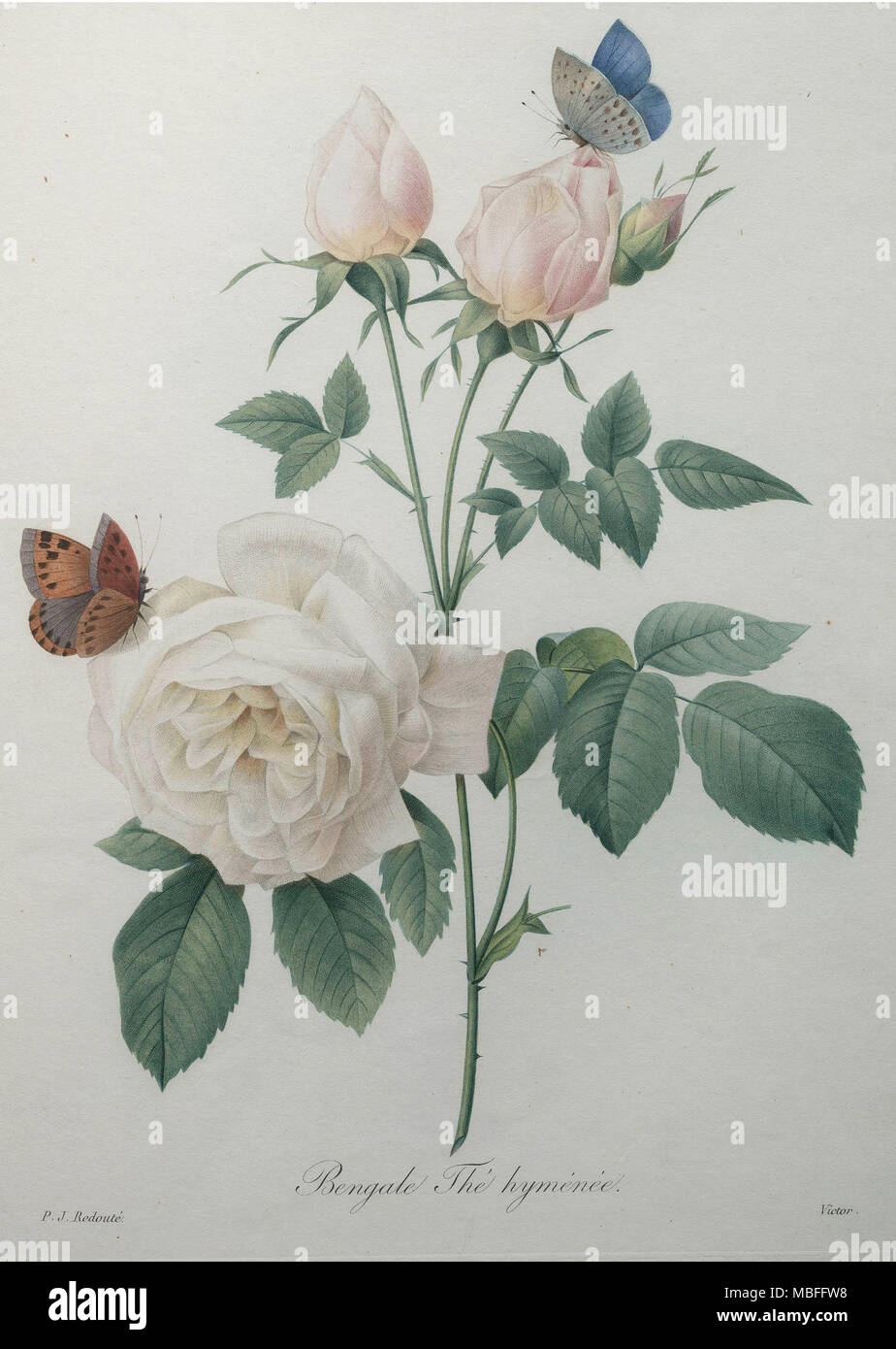 Bengal rose hi-res stock photography and images - Alamy