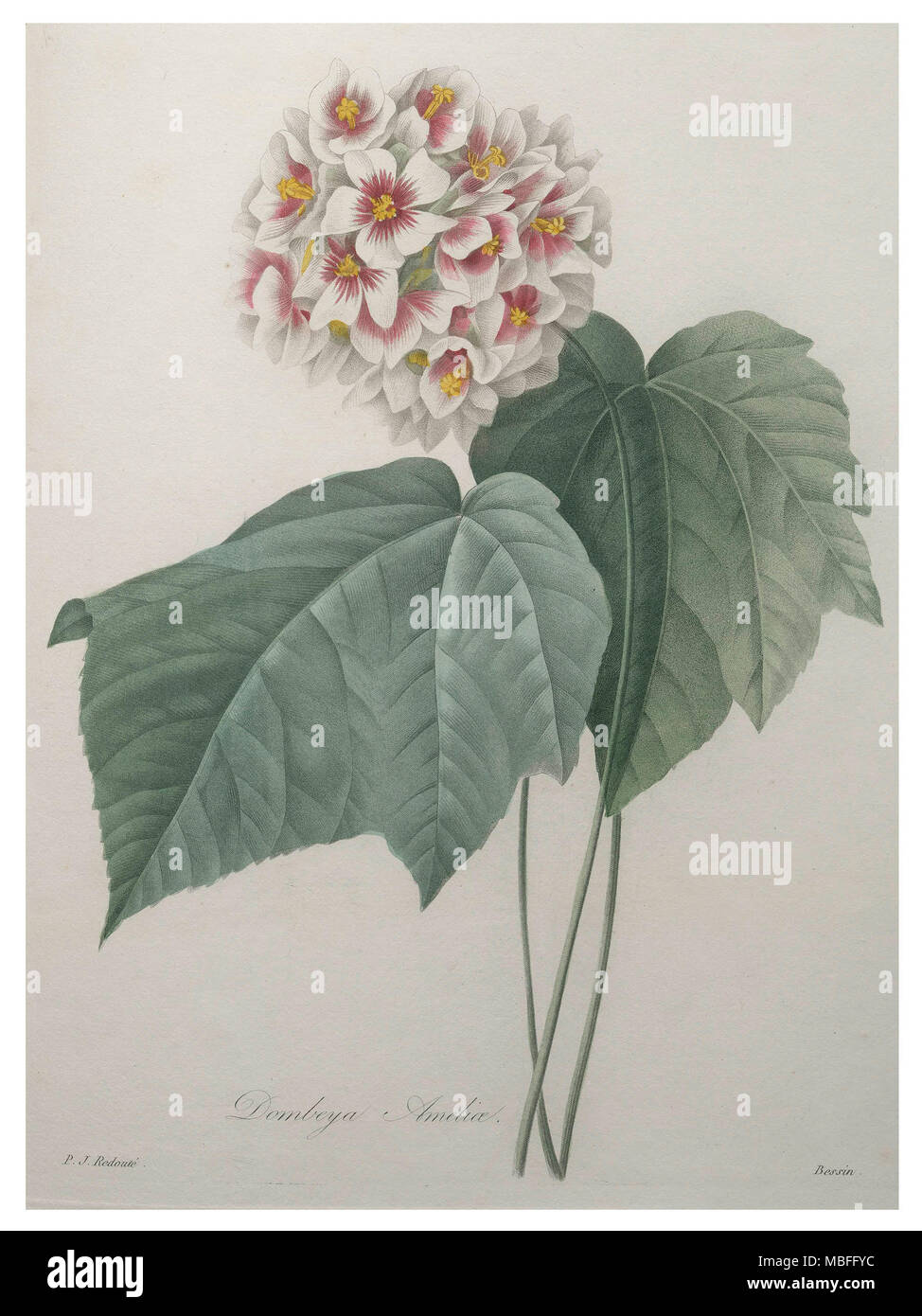 Dombeya amelice hi-res stock photography and images - Alamy