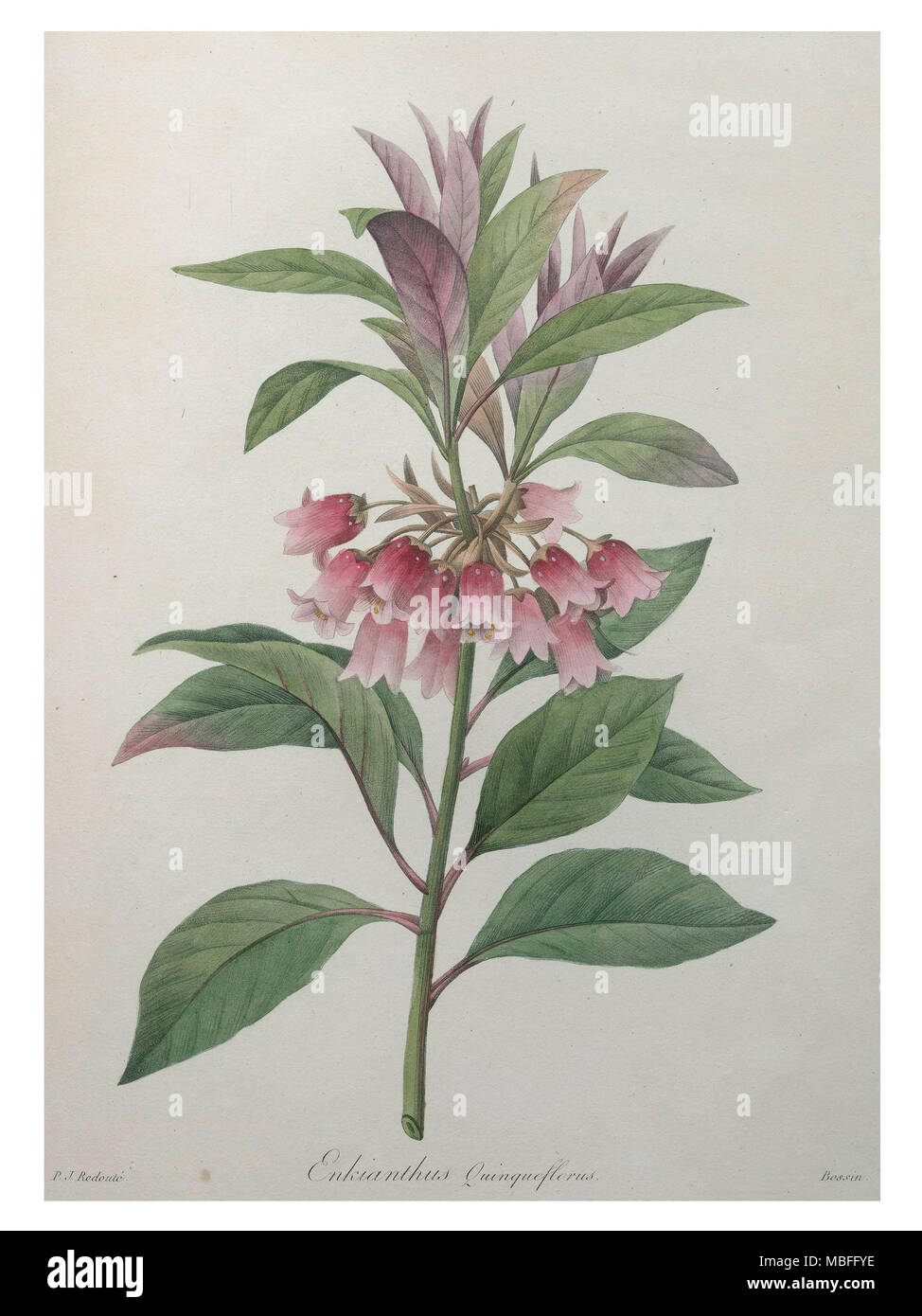 Enkianthus quinqueflorus hi-res stock photography and images - Alamy
