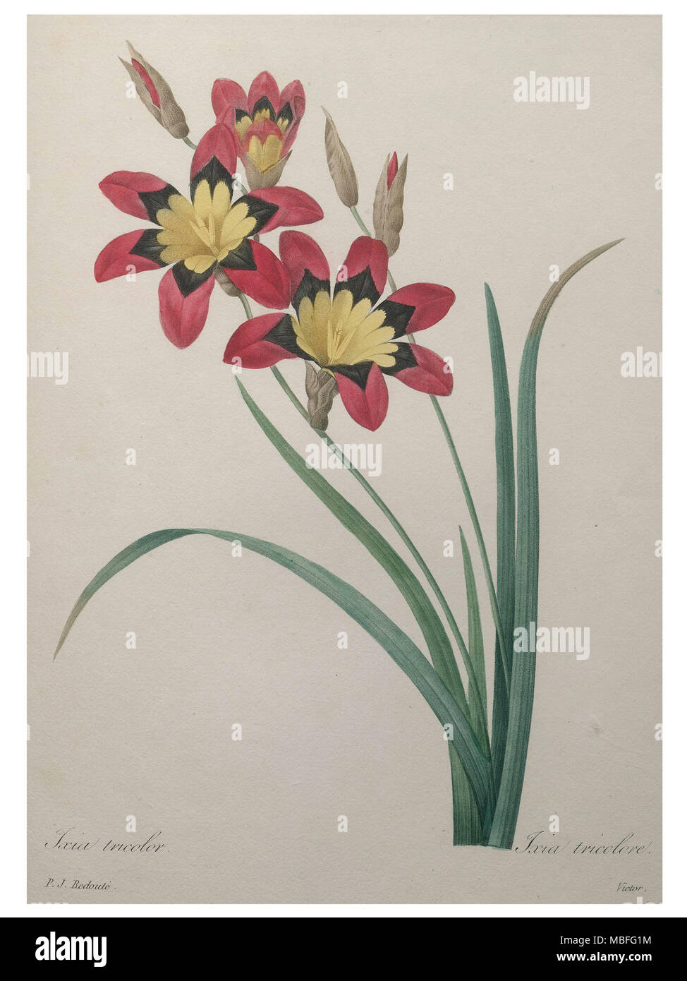 African Corn Lilly or Wand Flower Stock Photo - Alamy