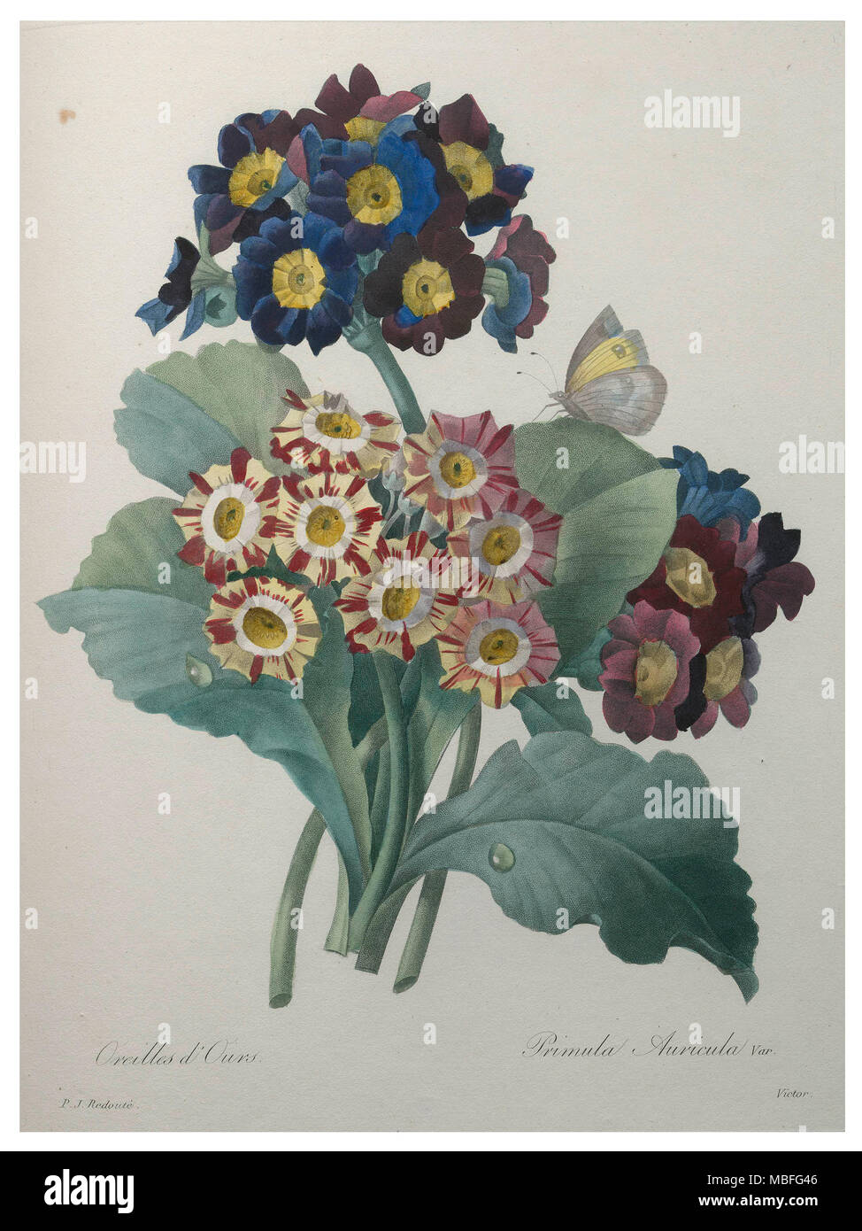 Golden primrose hi-res stock photography and images - Alamy