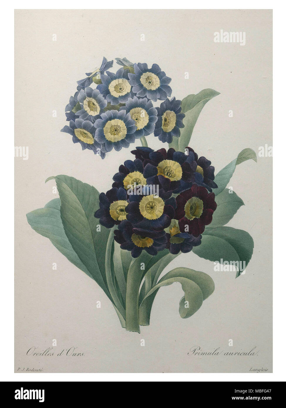 Golden primrose hi-res stock photography and images - Alamy