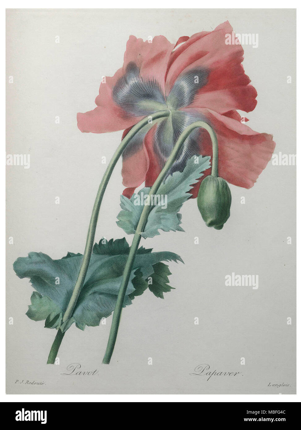 French poppy hi-res stock photography and images - Alamy