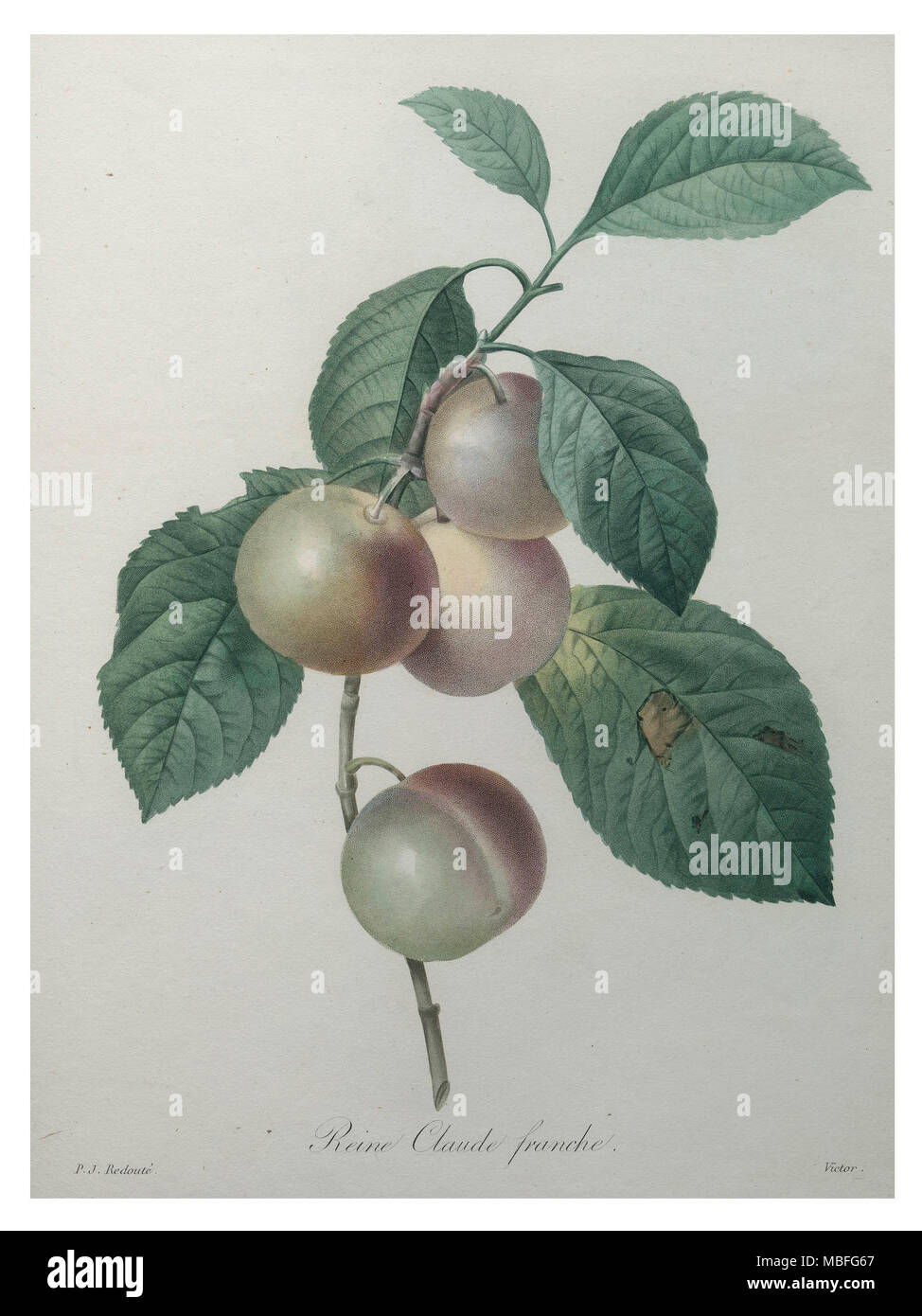 French Queen Plums Stock Photo - Alamy